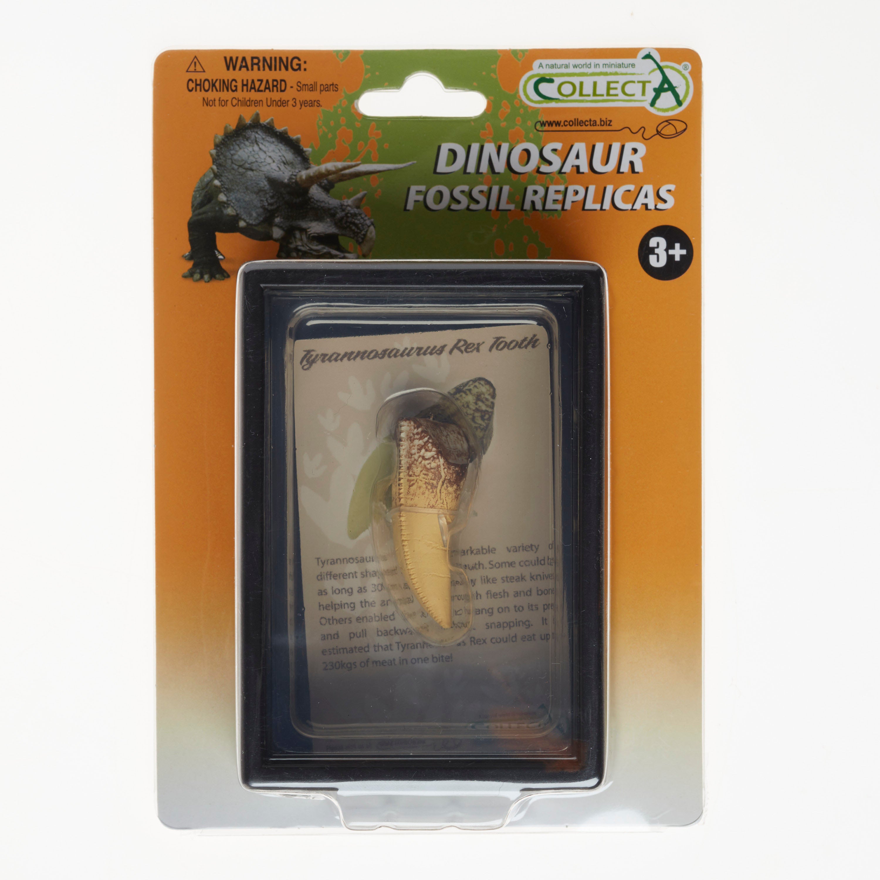 T. Rex Tooth (WDB) – Museums Victoria Store