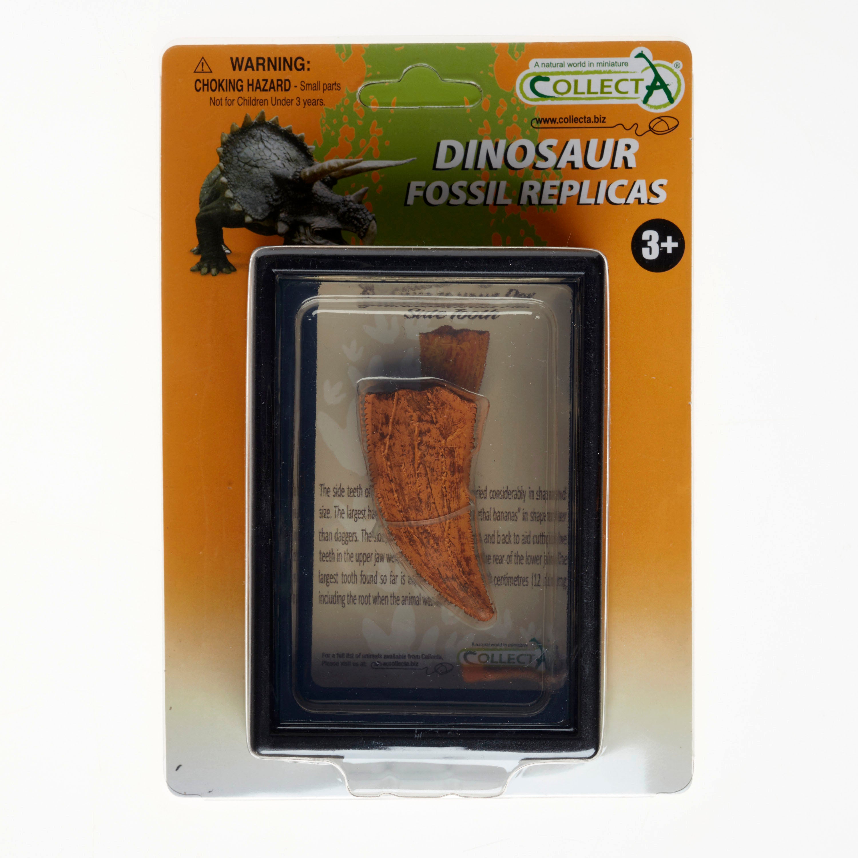 T. Rex Side Tooth (WDB) – Museums Victoria Store