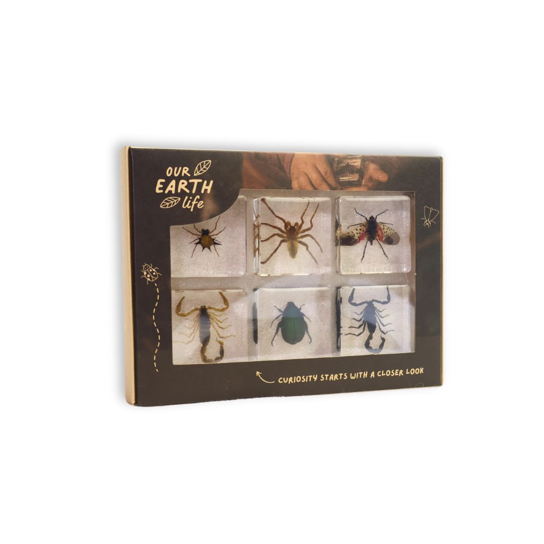 Creepy Crawlers Specimen Set – Museums Victoria Store