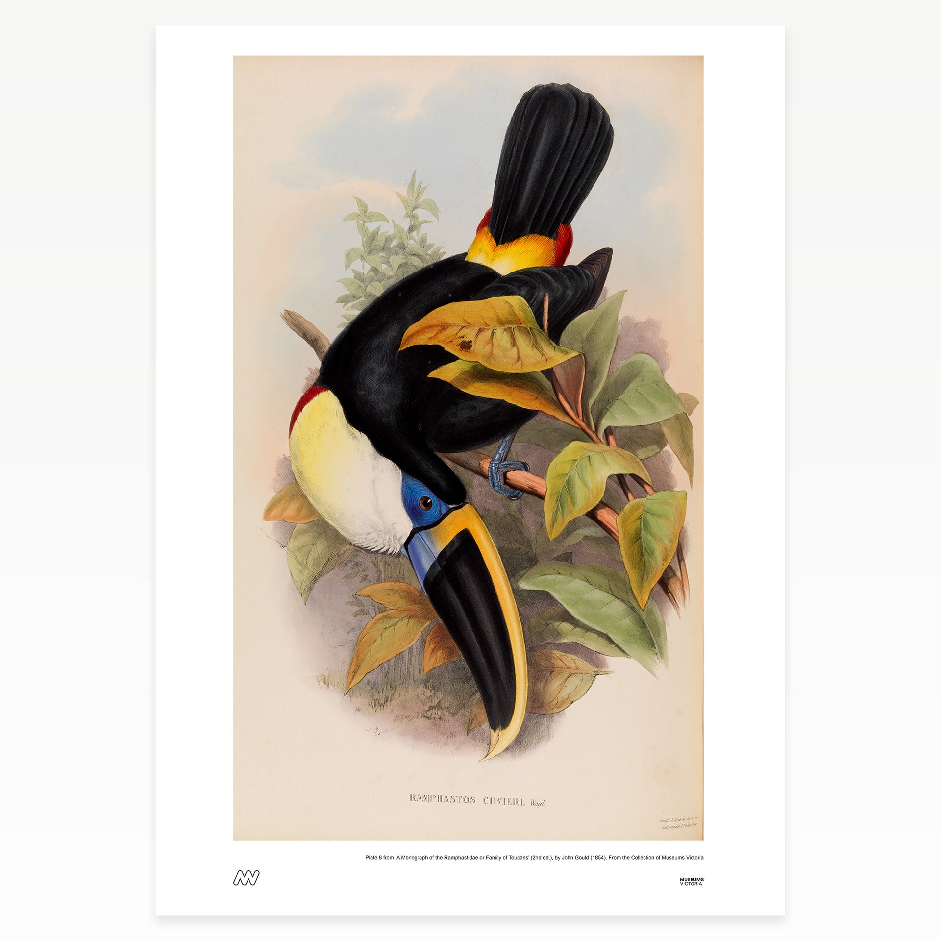 Posters and Prints – Museums Victoria Store