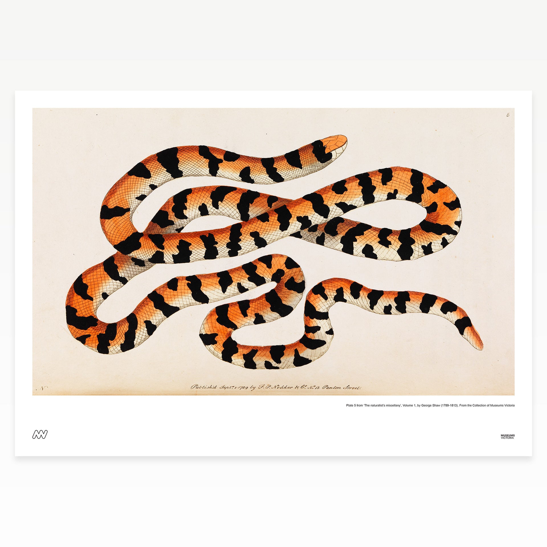 Posters and Prints – Museums Victoria Store