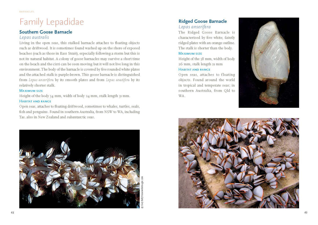 Barnacles - Museums Victoria Store