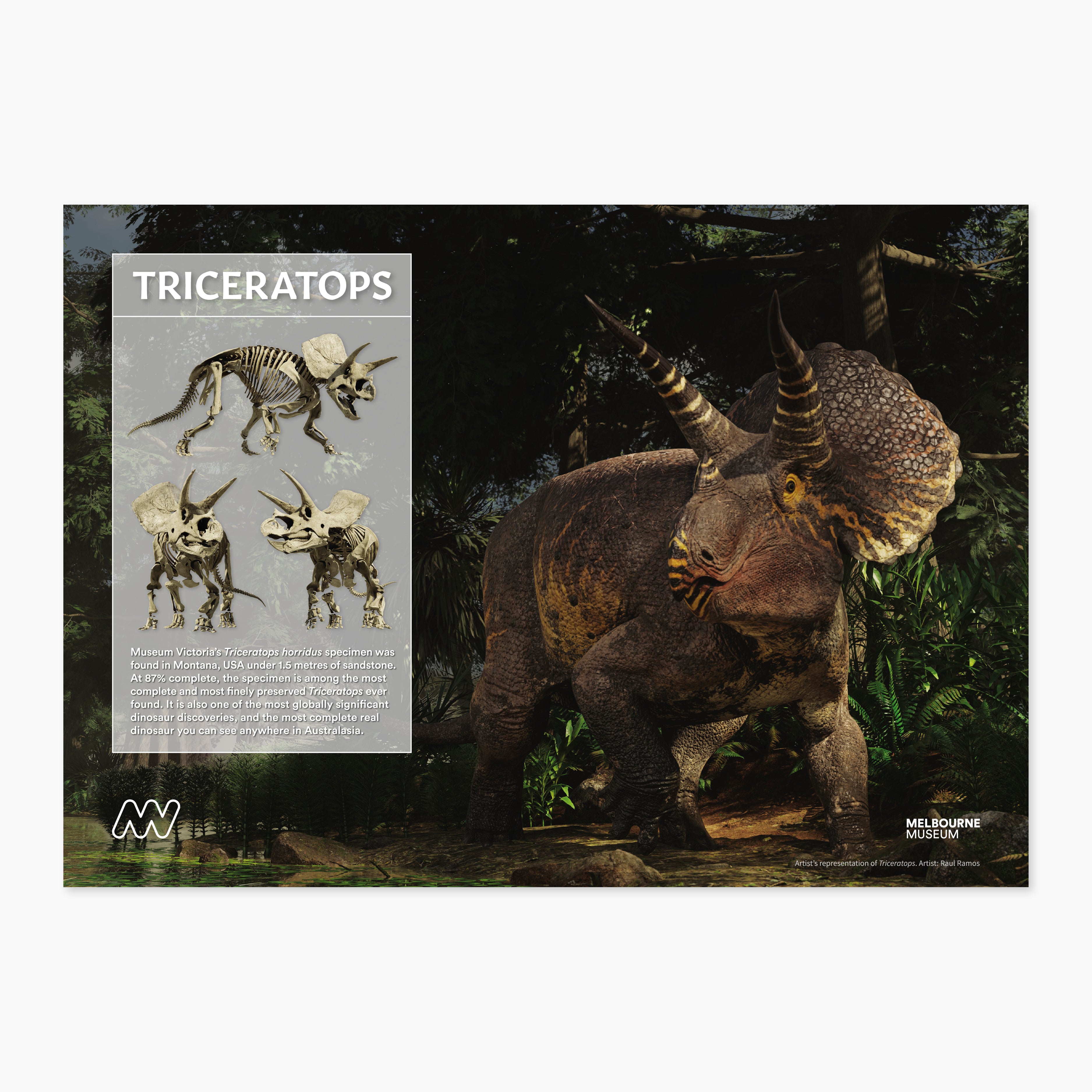 Melbourne Museum Triceratops Poster – Museums Victoria Store